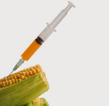 Applied Genetics: Genetically Modified Organisms (GMO)
