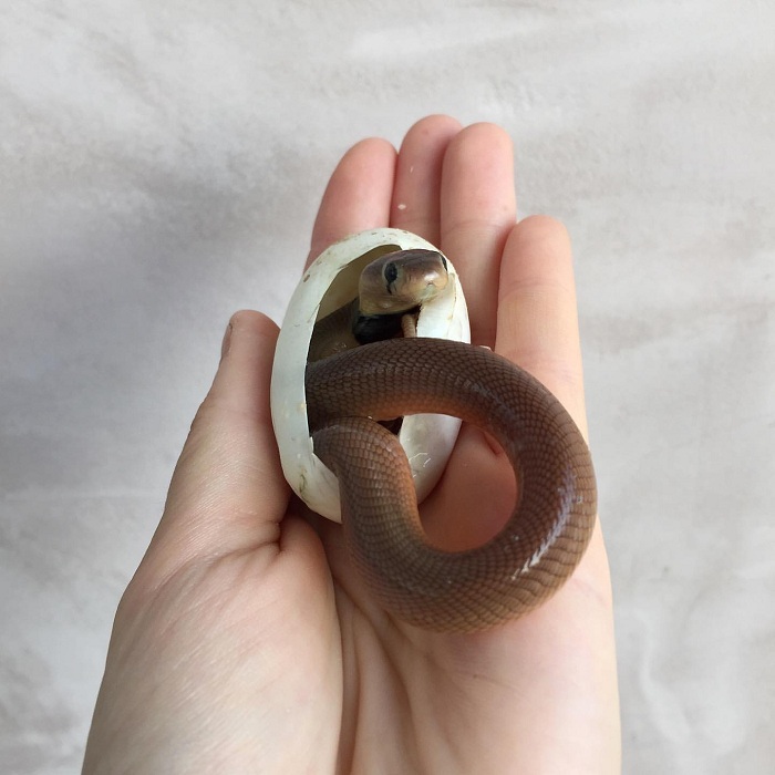 6 Gambar Anak Ular Tedung Sembur Merah