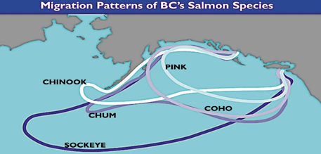 Migratory Behavior of Salmon ~ Aquatic Students' Association