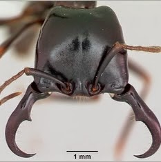 eScienceCommons: Field notes: Attack of the siafu ants