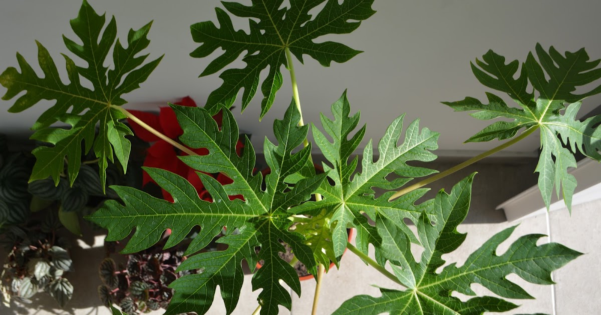 Papayo. Carica papaya, mamón. Cuidados y recomendaciones y uso ...