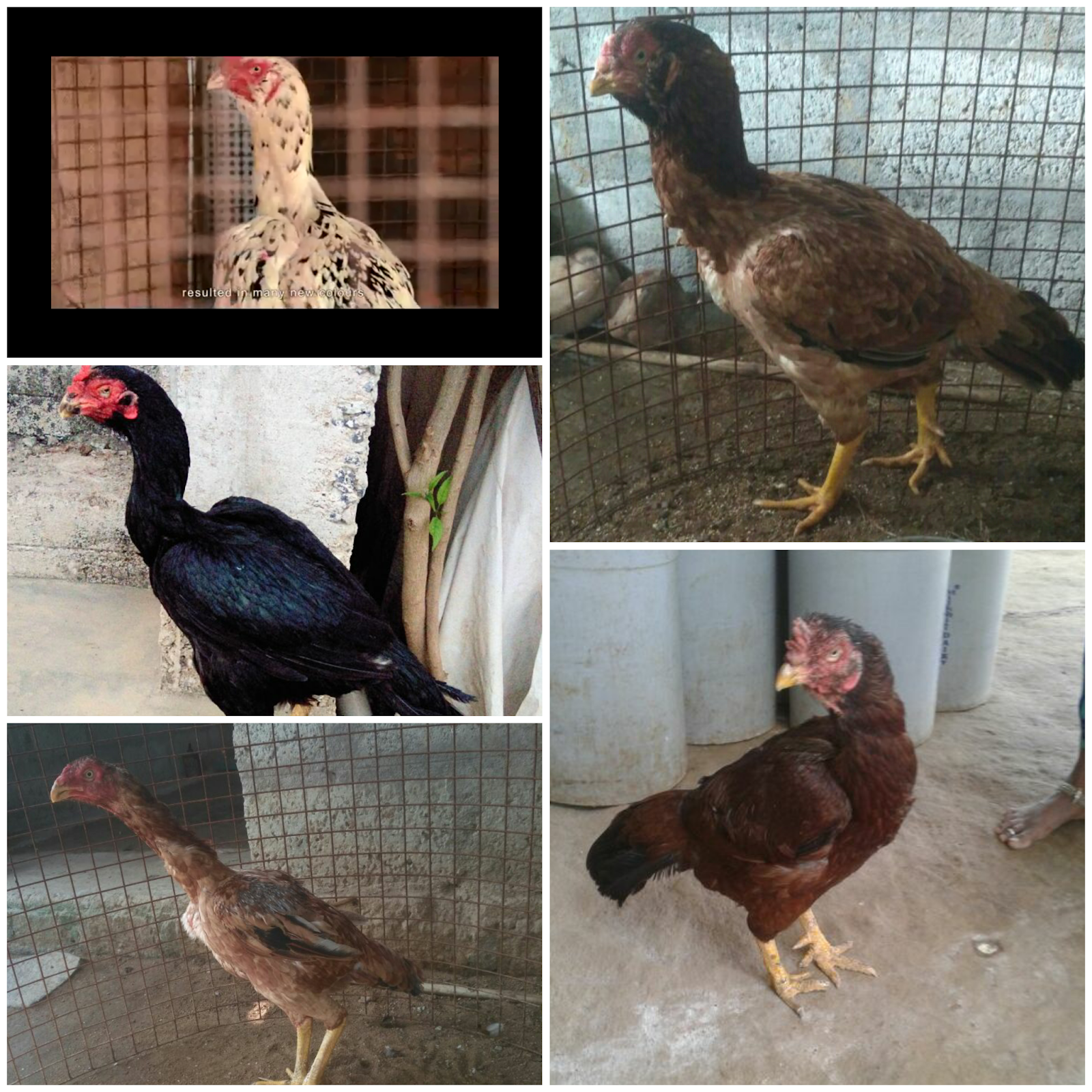 தமிழ்நாட்டின் சேவல் சண்டை, அதன் வகைகள் Tamil nadu seval sandai and it's ...