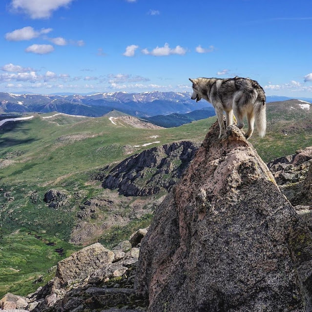 White Wolf : Meet Loki The Wolf Dog That Loves Being Wild And Free