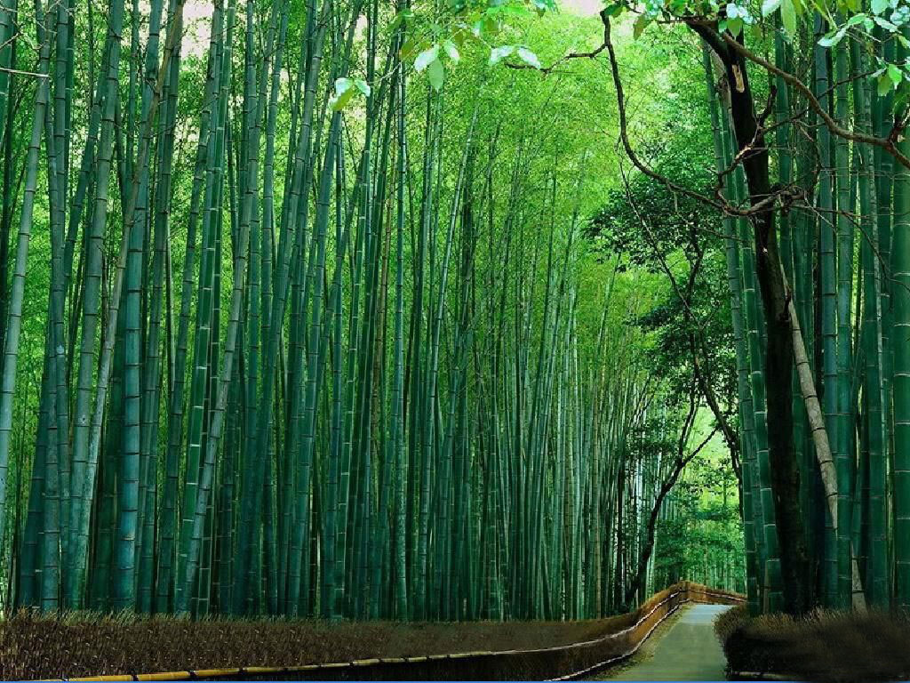 A Blog of Scenic Nature - Beautiful Creations of God : Bamboo - Best ...