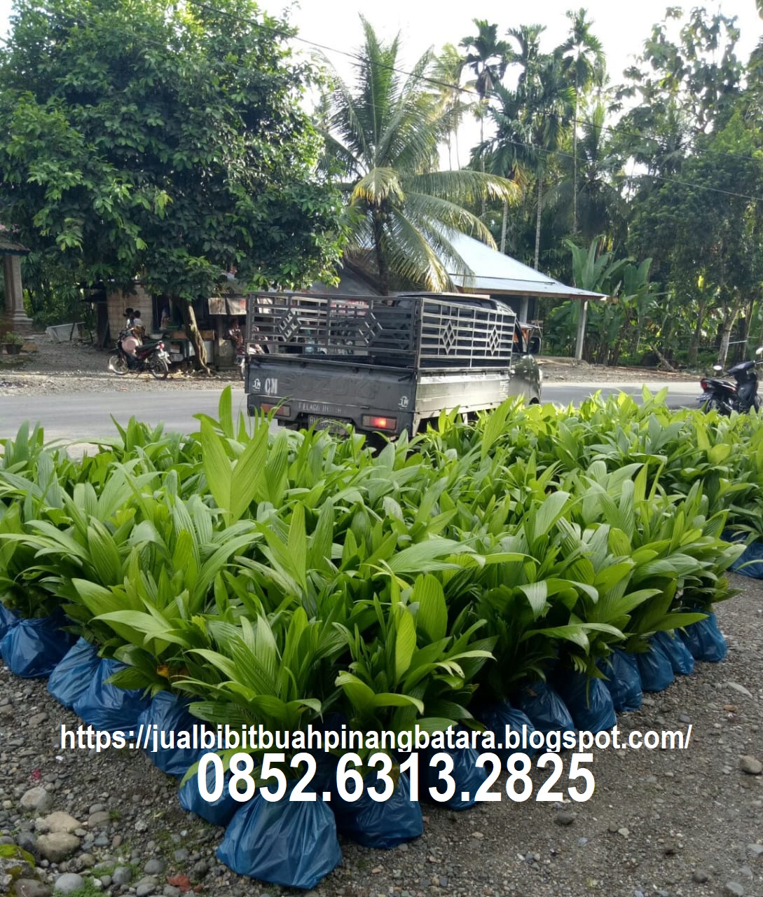 CALL +62 852 6313 2825, PUSAT JUAL BIBIT PINANG SUPER BATARA JAMBI ...