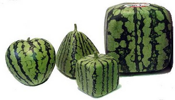 Gastronomía a Libreta Abierta, [=I=]: Tipos de Sandias