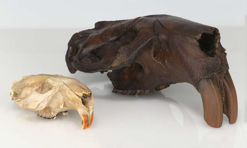 Historic Fossils Find New Life Telling the Story of Ancient Proteins | Geology In