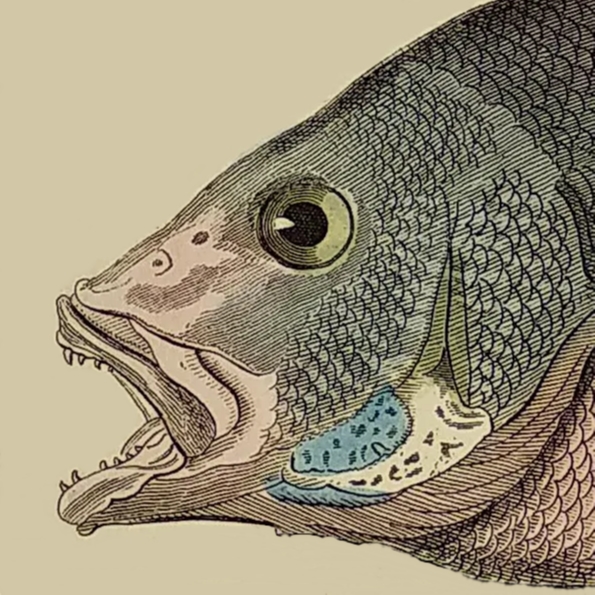 Data Deluge: Diacope