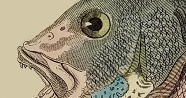 Data Deluge: Diacope