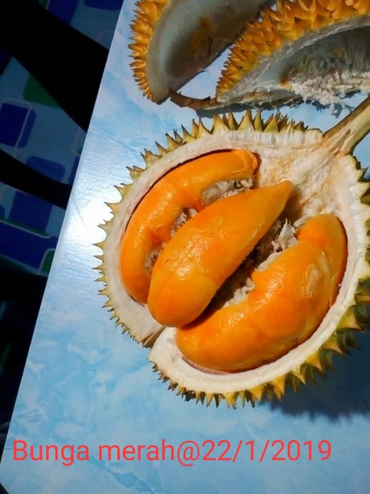 Berita TV Malaysia: Durian bunga merah jemput makan
