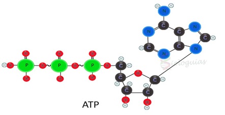 GUIA N° 7 DE BIOQUÍMICA GRADO 10