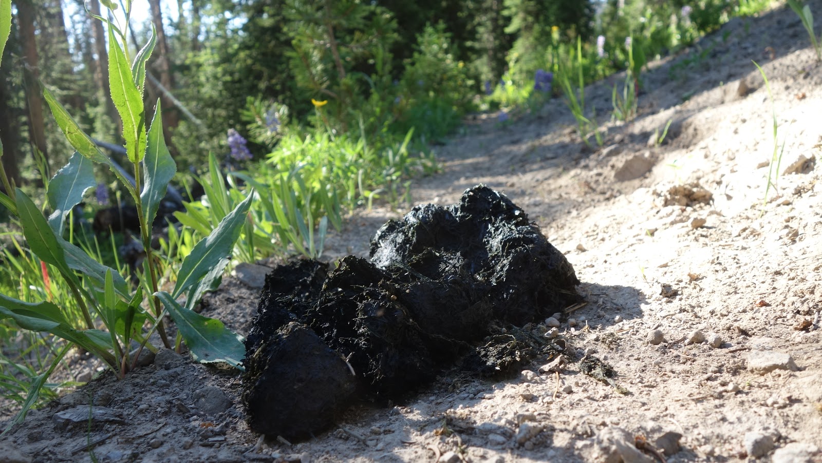 Across the Wilderness: Continental Divide Trail: Togwotee Pass ...
