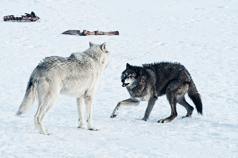 Aleda Costa: Wolves Fighting - Pictures