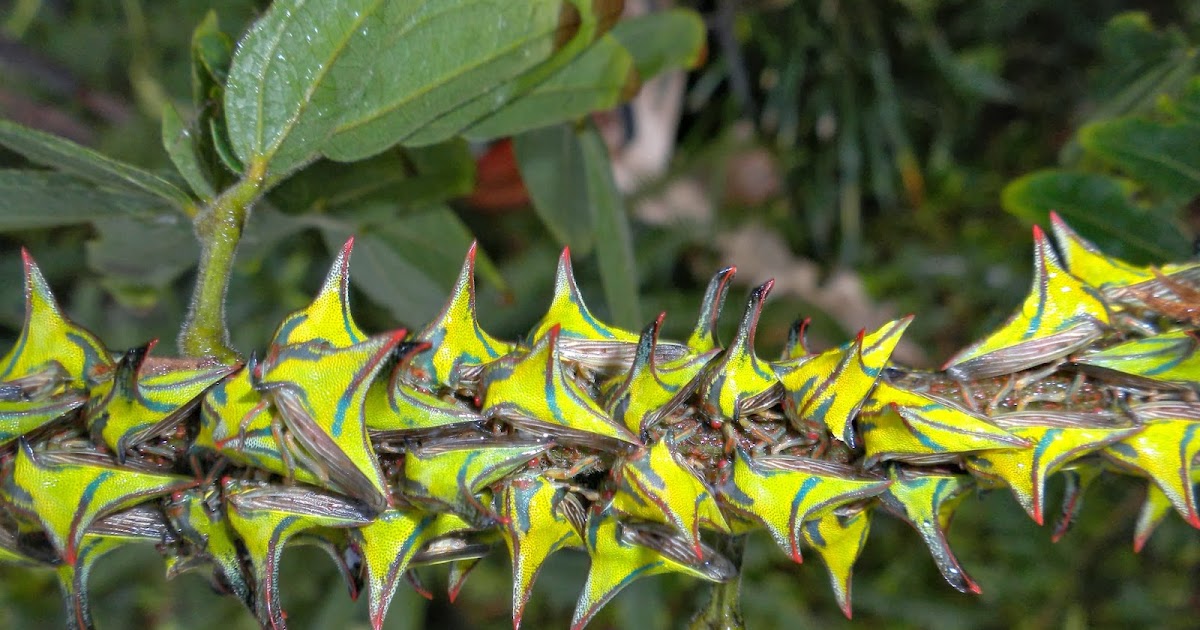 Lojong for the Layperson: Don't act with a twist.