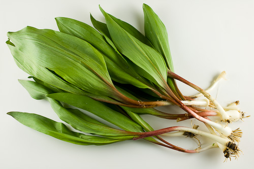 Temperate Climate Permaculture: Permaculture Plants: Ramps