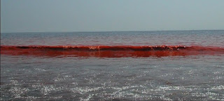 Philippine Information Agency Bicol: Red tide alert, nakataas sa isang ...