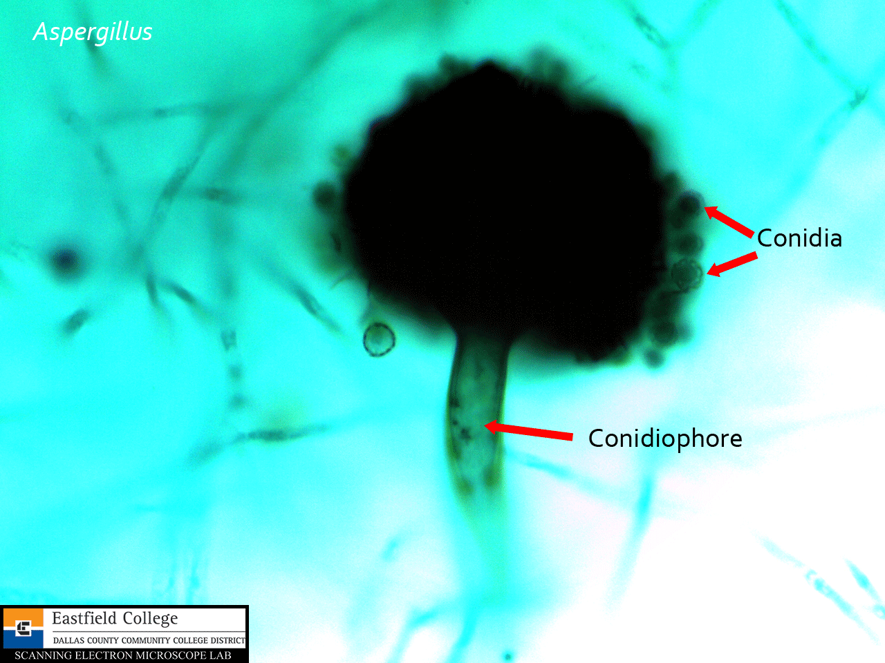 Scanning Electron Microscope Blog: April 2013