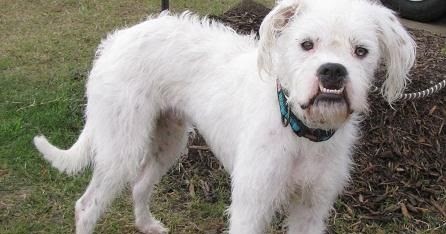 Boxer Poodle Mix Temperament, Size, Lifespan, Adoption, Price