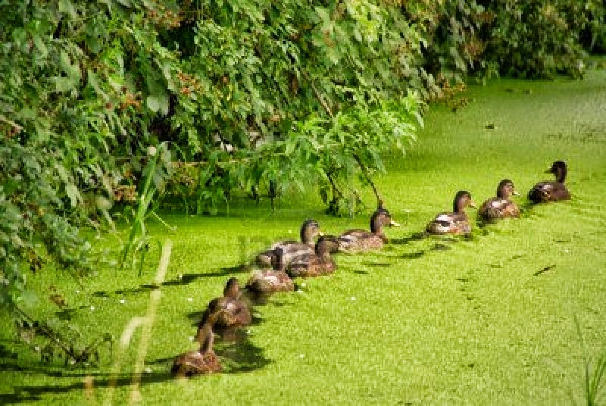 Fieggentrio: Wat is kroos en waar komt het zo plotseling vandaan?