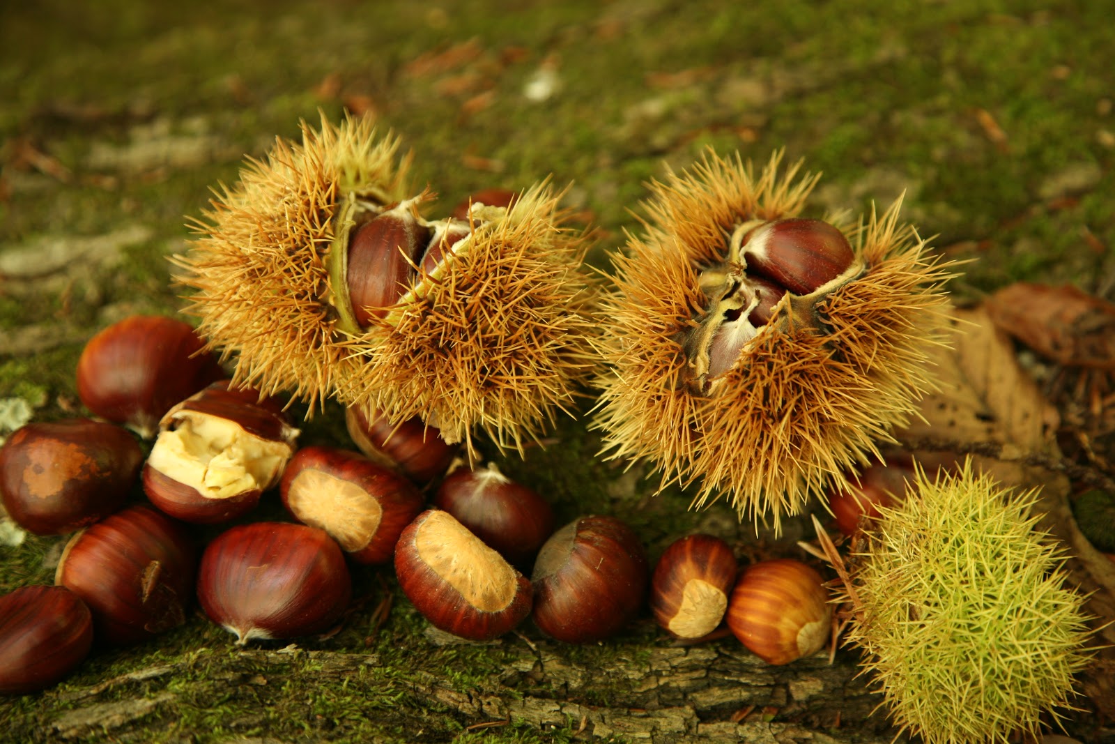 El Gorg Negre: El castanyer d'en Cuc, la força dels paisatges