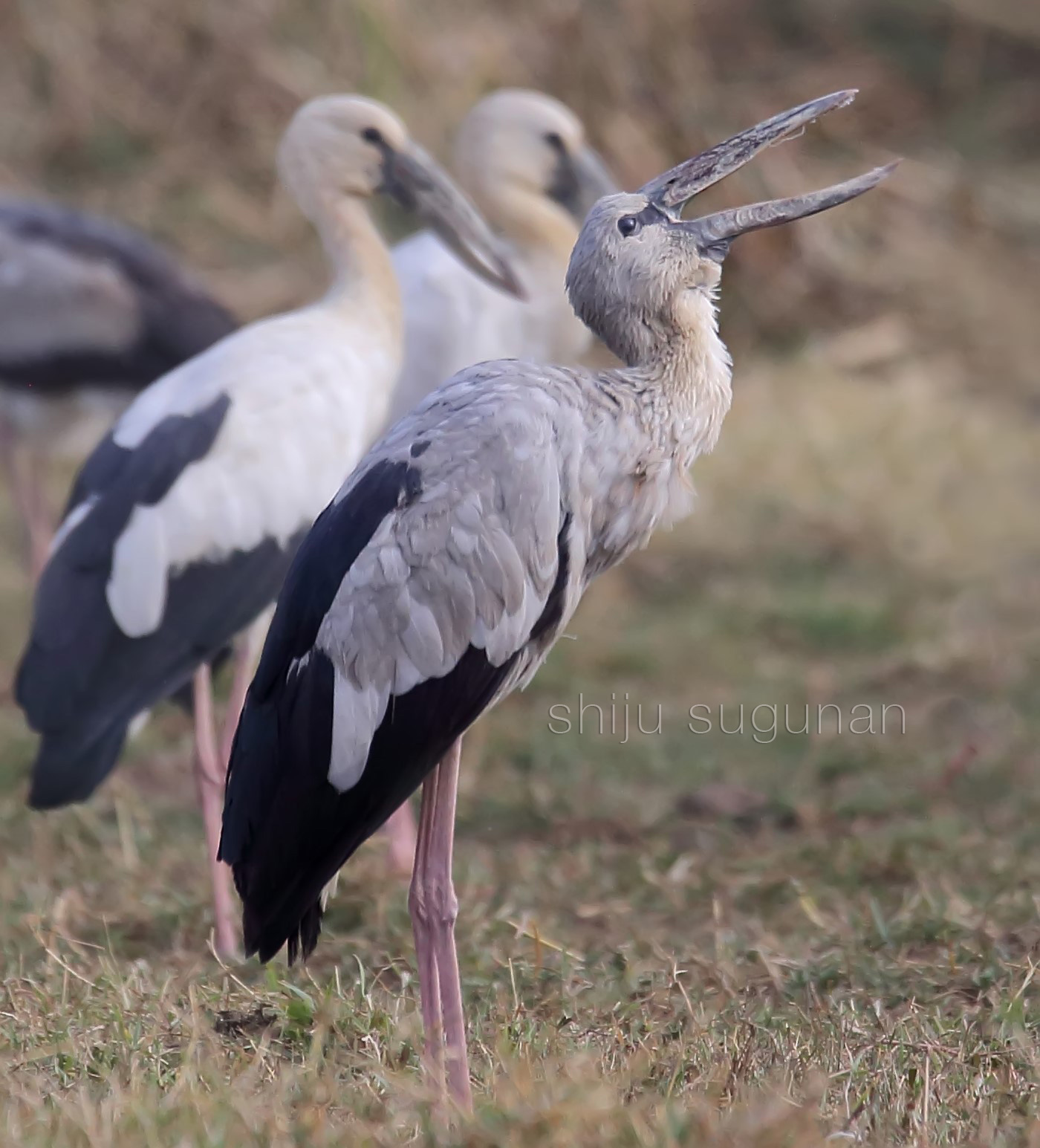 Cranium Bolts: Hoskote birding with few surprises
