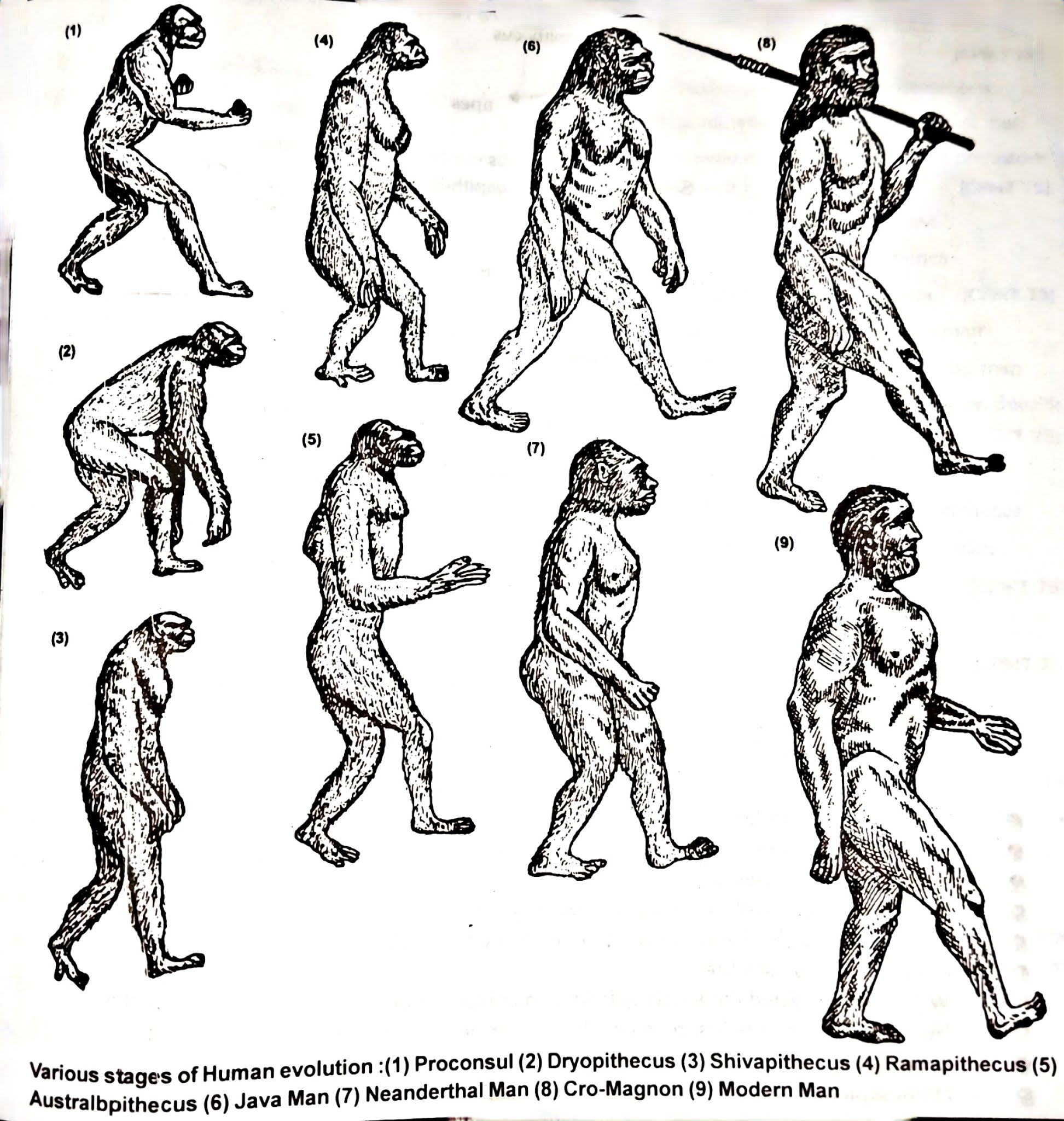 ORIGIN AND EVOLUTION OF MAN