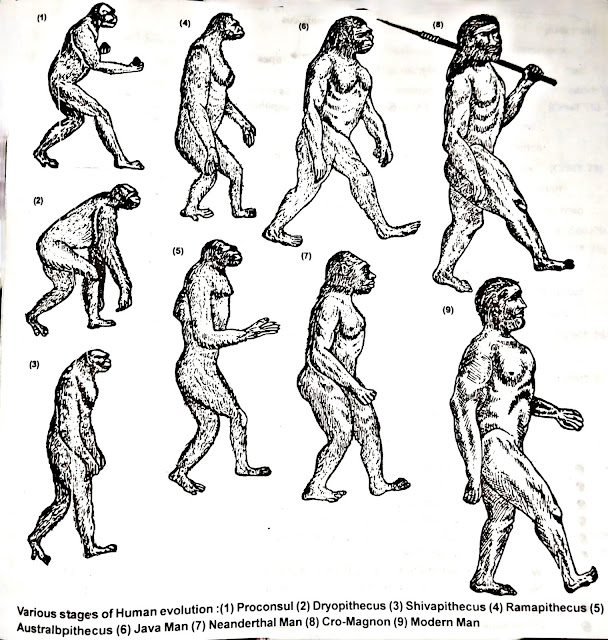 ORIGIN AND EVOLUTION OF MAN
