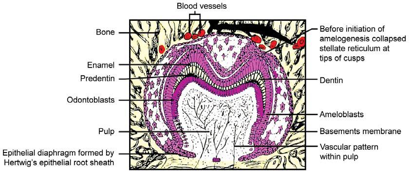 Understand Development of Tooth Stages With Diagrams and Charts