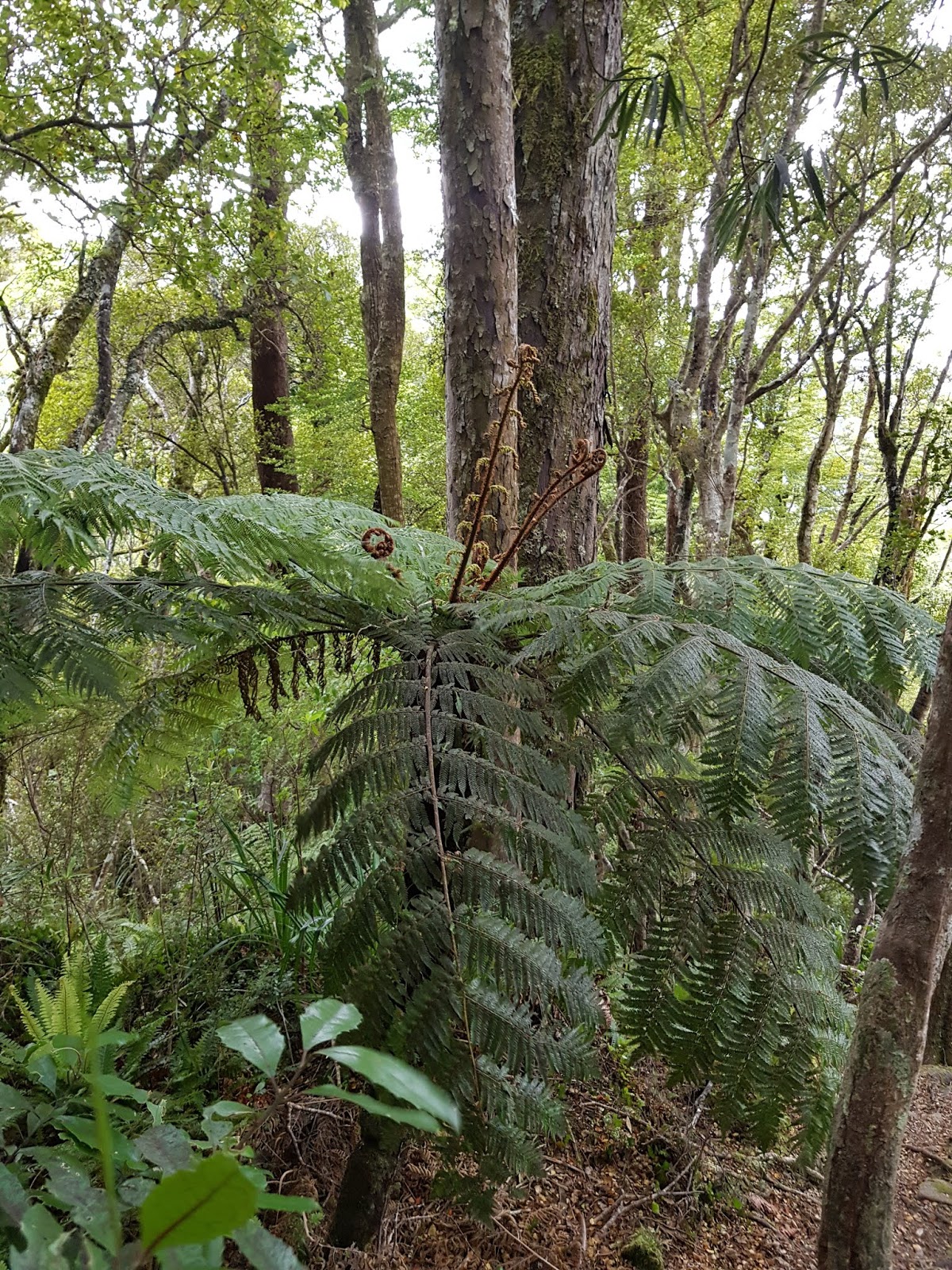 Tramping the Tararuas: Blue Range Hut