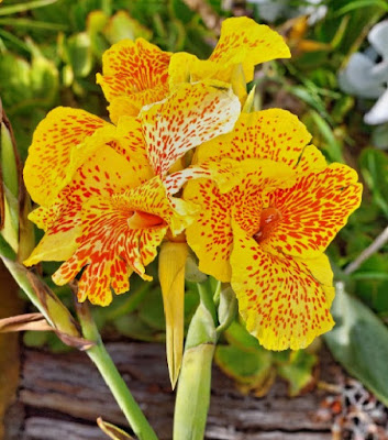 15 Tanaman Hias Bunga Kuning - TUKANG TAMAN SURABAYA