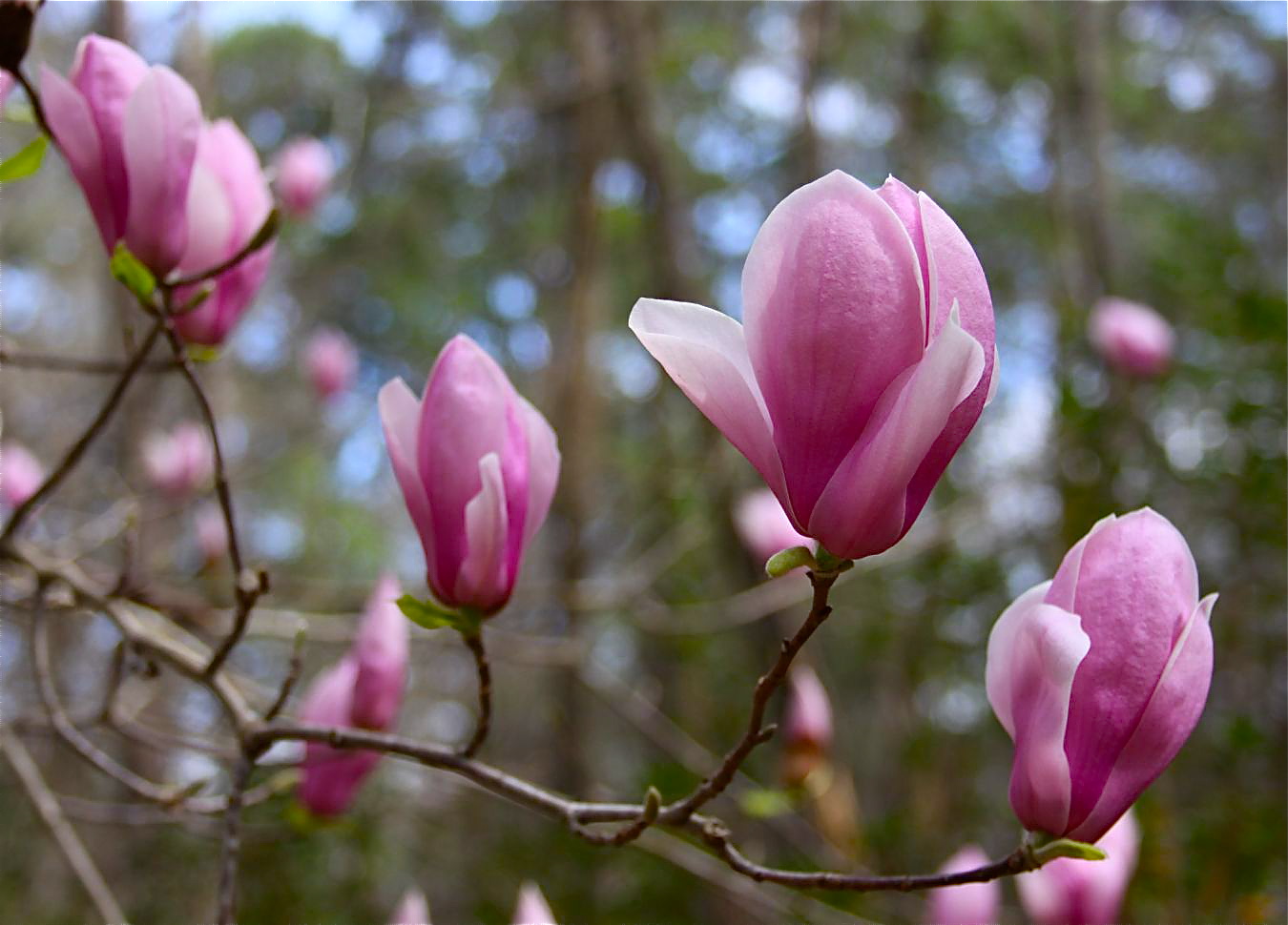 Sweet Southern Days: Japanese Magnolia Blossoms