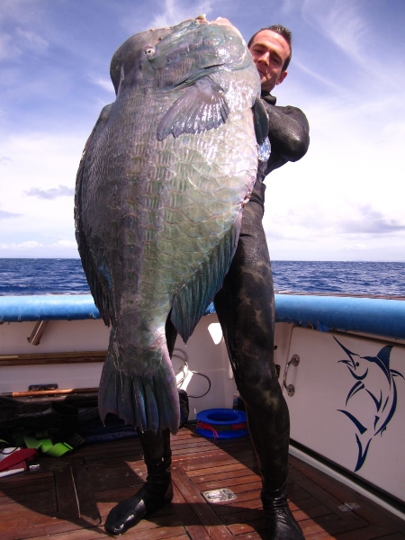 Big Fishes of the World: PARROTFISH HUMPHEAD (Bolbometopon muricatum)