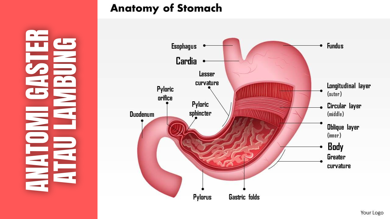Anatomi Gaster atau Lambung Manusia Dan Fungsi Lambung - Anatomi Tutorial