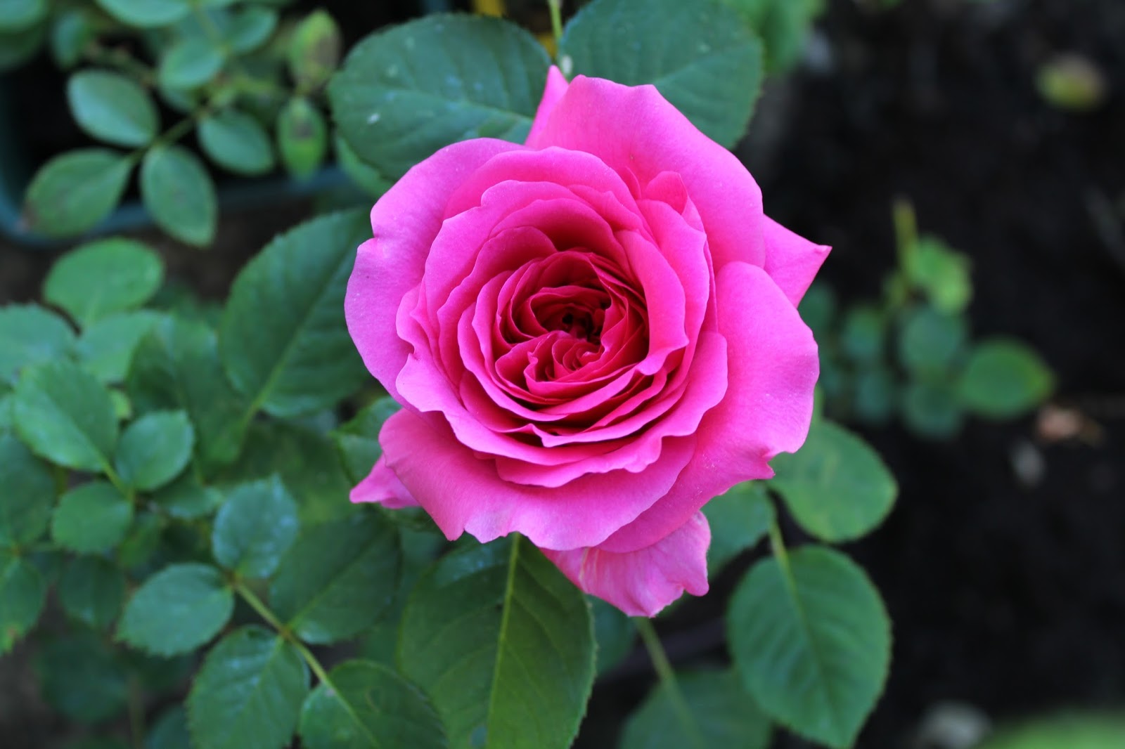 Promesse de roses: First roses 2017