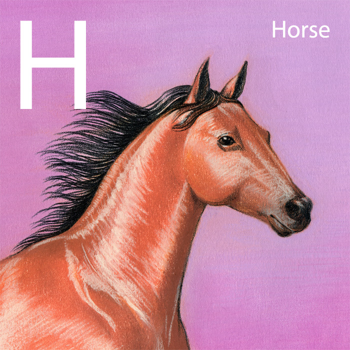 Miller Sye : Art + Animals + Fashion: Animal Alphabet Complete!