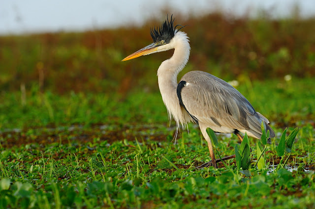 ESTEROS DEL IBERÁ: FLORA Y FAUNA