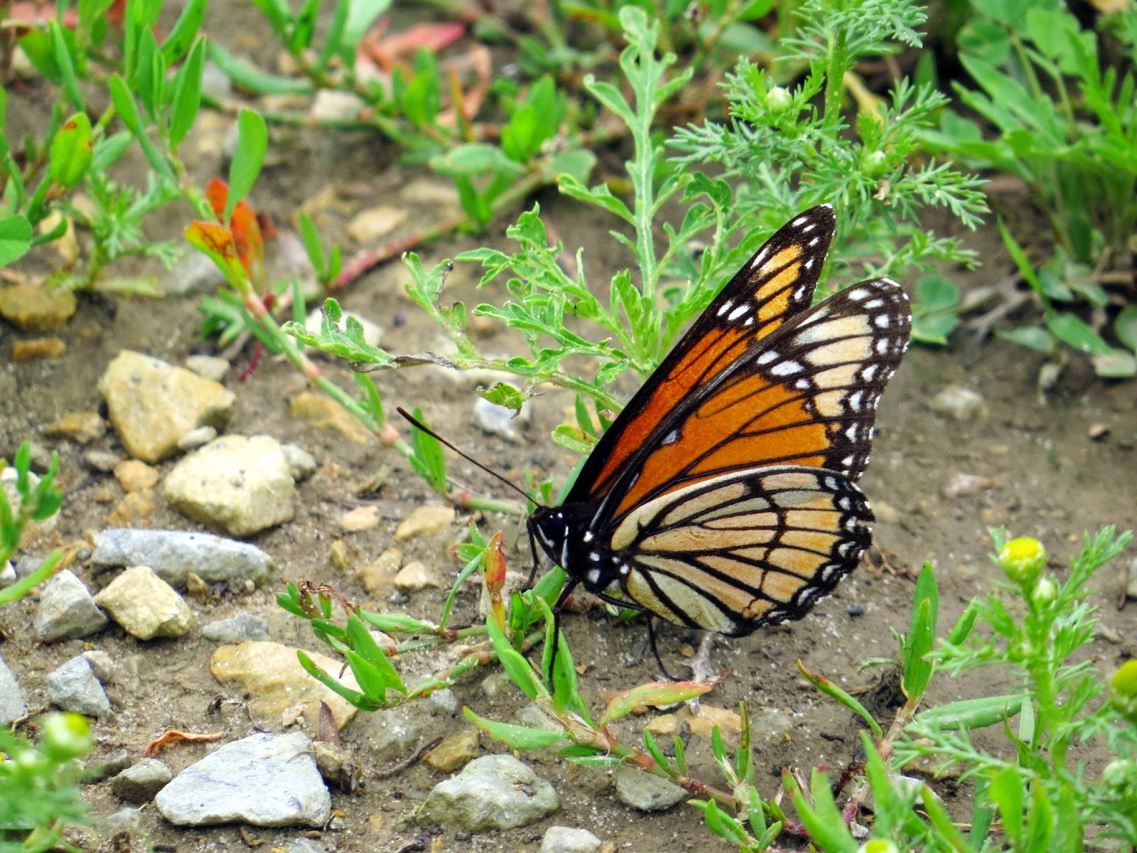 Penelopedia: Nature and Garden in Southern Minnesota: Viceroy Butterfly