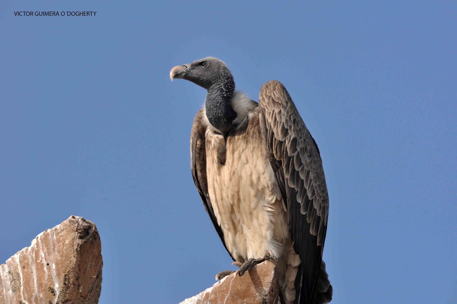 Mis imágenes de aves: FOTOS DEL BUITRE PICOFINO