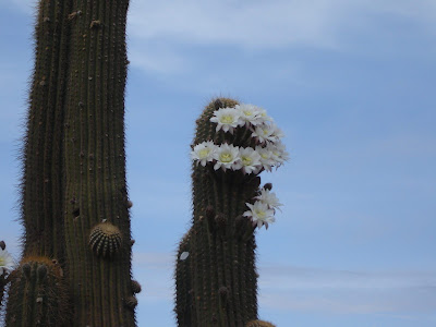Biblioteca "Mariano Moreno": Leyenda del Cardón