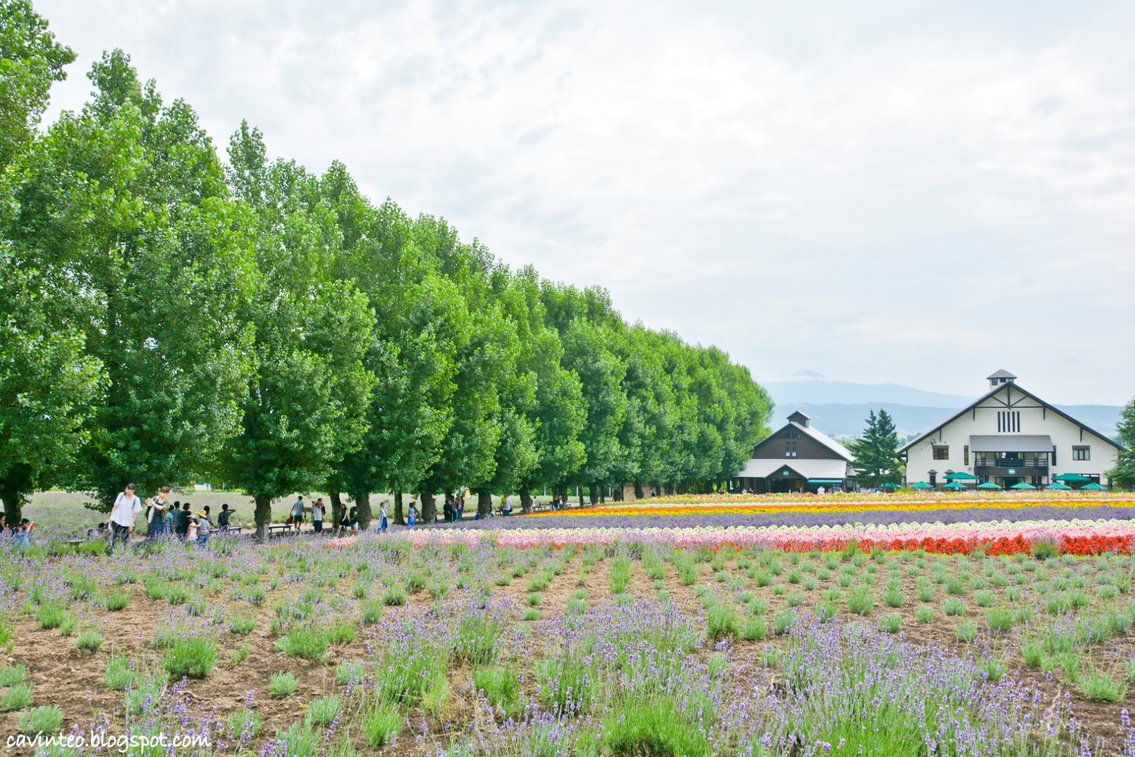 Entree Kibbles: Tomita Lavender Museum @ Farm Tomita [Furano, Hokkaido ...