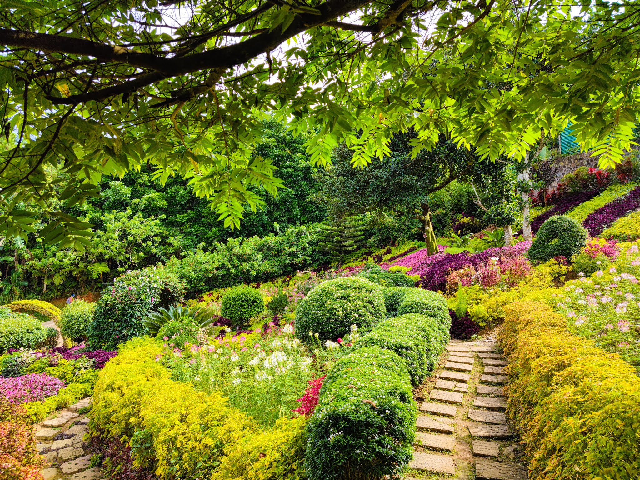 Alejandra: The Instagram-Worthy Flower Garden in Cebu - The Pinoy Traveler