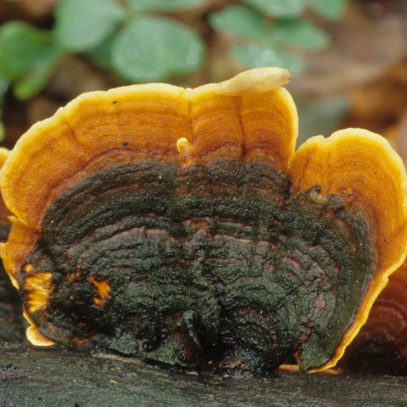 El mundo microscópico de los hongos: Stereum insignitum Quél.