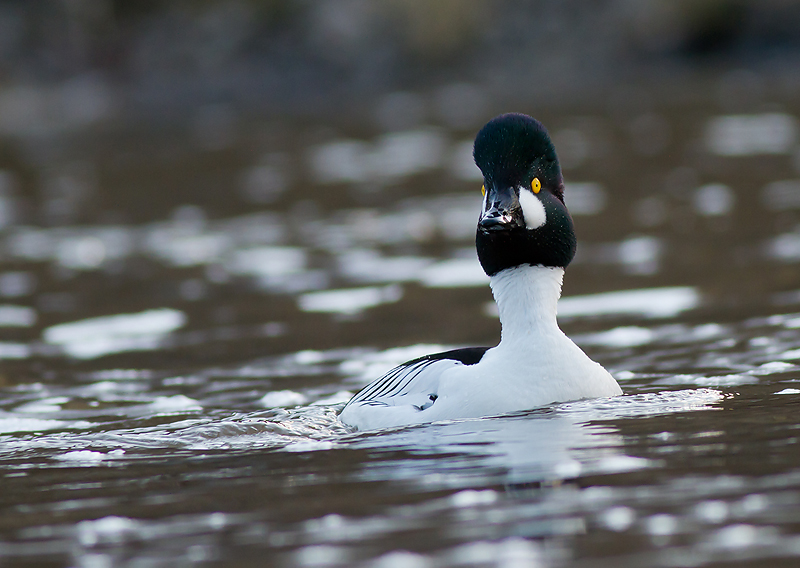 Zsombor Károlyi's Photo Blog: Spring break - Part 1