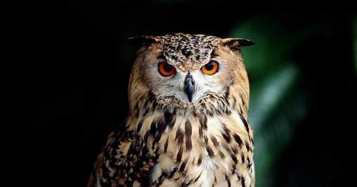 Escuela Cognoscitiva (Simon; March y Simon)