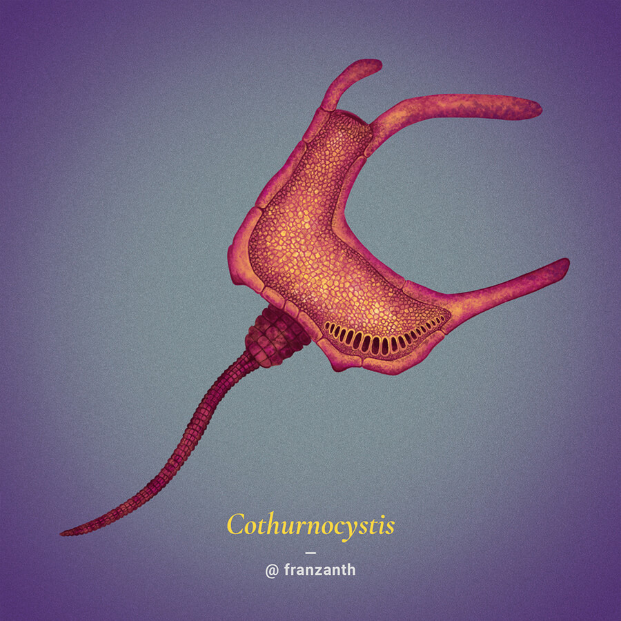 Mundo Pré-Histórico: Cothurnocystis, um bicho sem pé nem cabeça