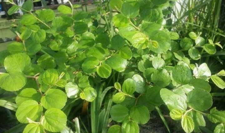 Benefits of Bidara Leaves for Health - Breaking News