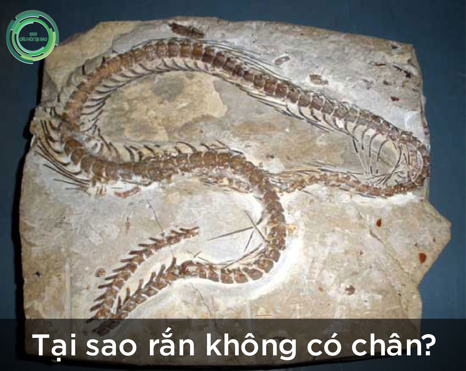 Tại sao rắn không có chân? - Học Làm MC đám cưới | Thư viện học làm MC ...