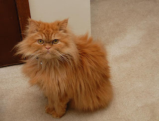 Funny Pictures Gallery: Orange Himalayan Cat Picture