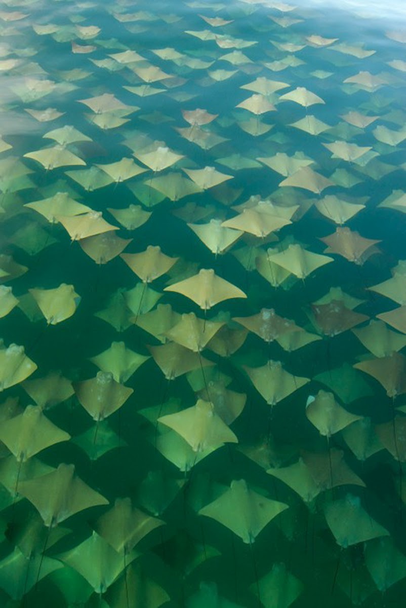The Amazing World : Cownose Ray Migration (The great ocean migration ...