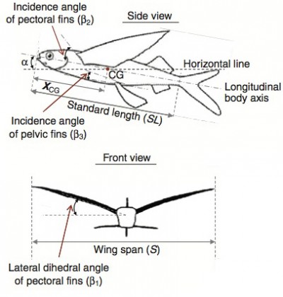 Flying Fish: Aerodynamic of Flying Fish